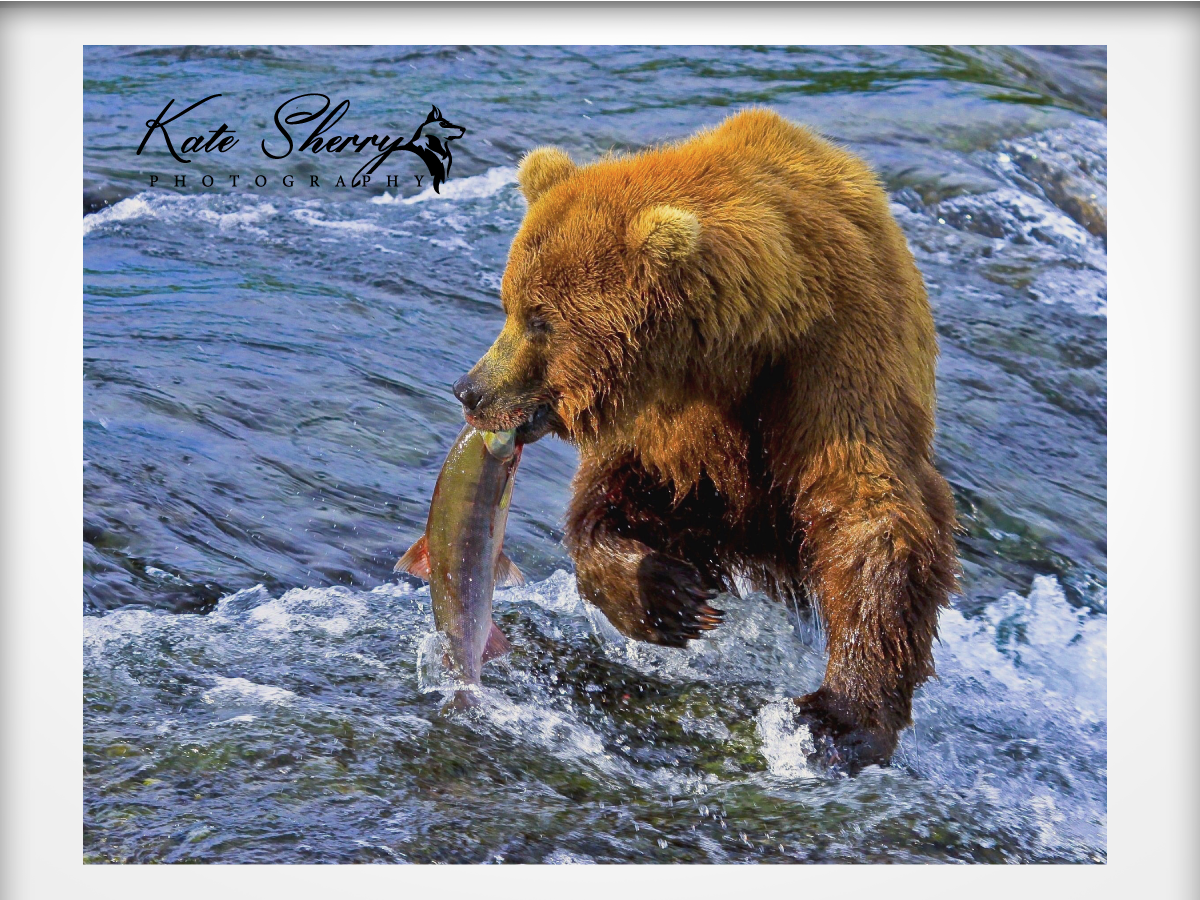 Serious, Modern, Photographer Logo Design for Kate Sherry Photography ...