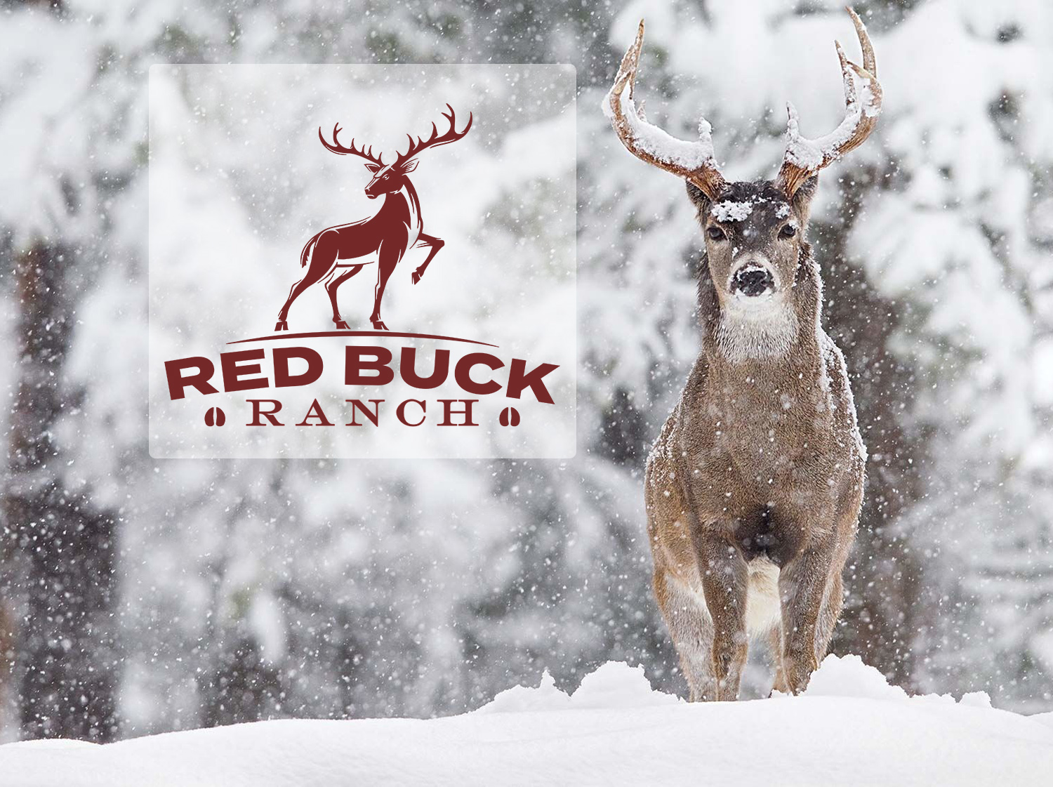 Bold, Playful, Hunting Logo Design for Red Buck Ranch and have a large ...