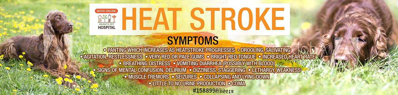 Bold, Colorful, Veterinary Graphic Design for Heights Pet Hospital by ...