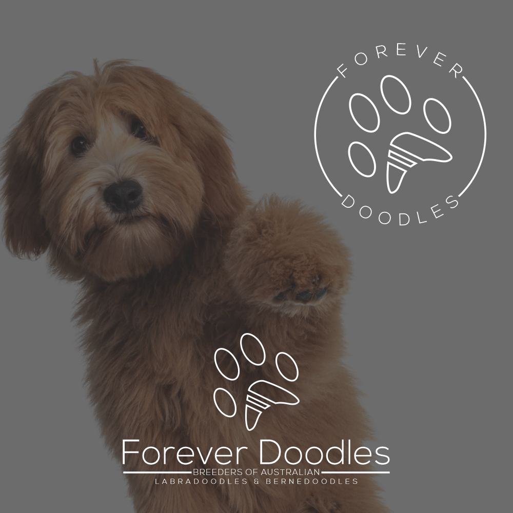 Upmarket, Elegant, Pet Care Logo Design for Version 1: 'Forever Doodles ...
