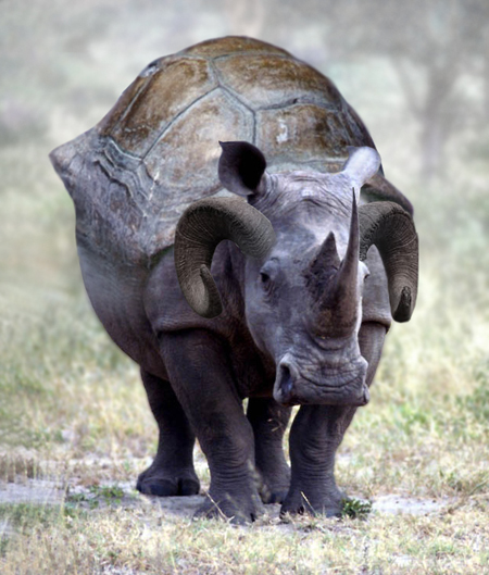 Photoshop Submission for 'Chimaera 6' Contest | Design #9105700