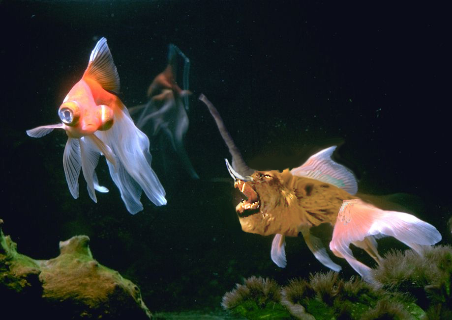 Photoshop Submission for 'Chimaera 6' Contest | Design #9106024