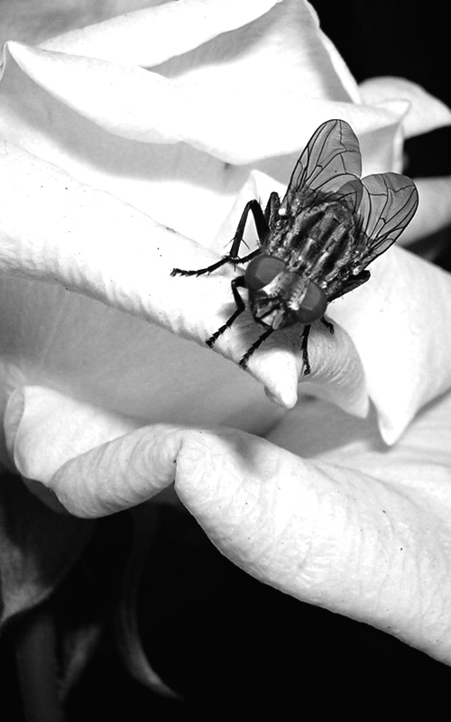 Photograph Submission for 'Black and White Macro' Contest | Design #9080862