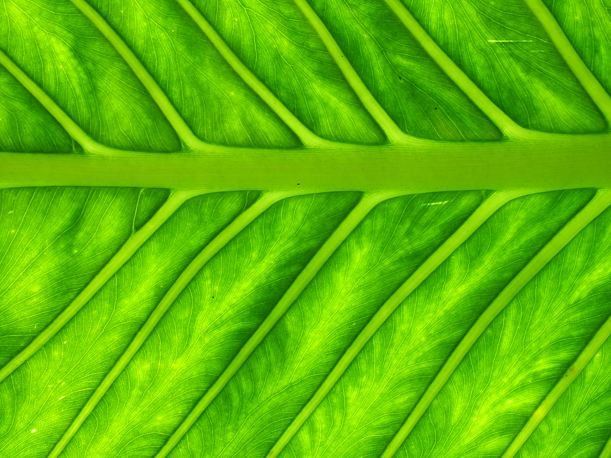 Photograph Submission for 'One Leaf' Contest | Design #9096108