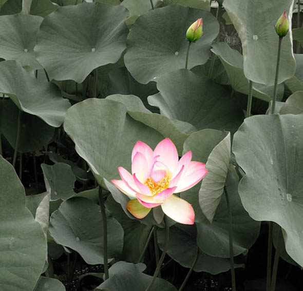 Photograph Submission for 'Bonus: Selective Saturation/Desaturation ...