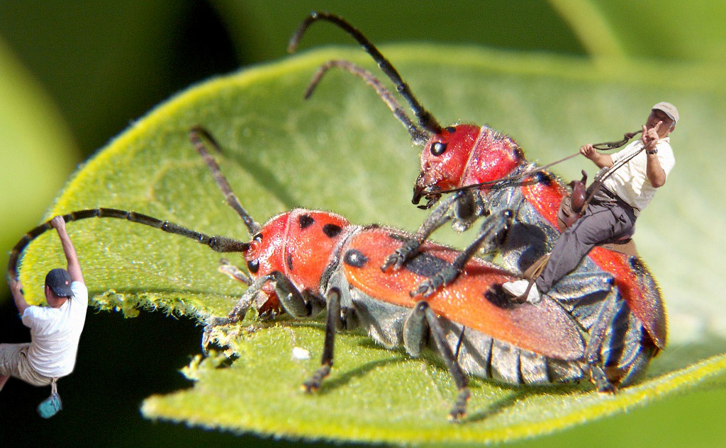 Photoshop Submission for 'Bug Swap 6' Contest | Design #9059105