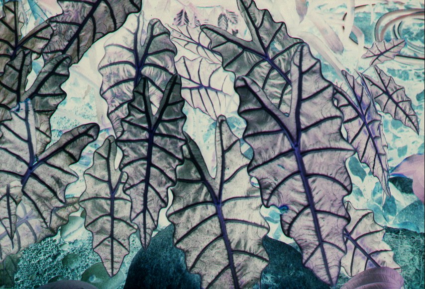 Photograph Submission for 'Bonus: Nature Negatives (Part A) ' Contest ...