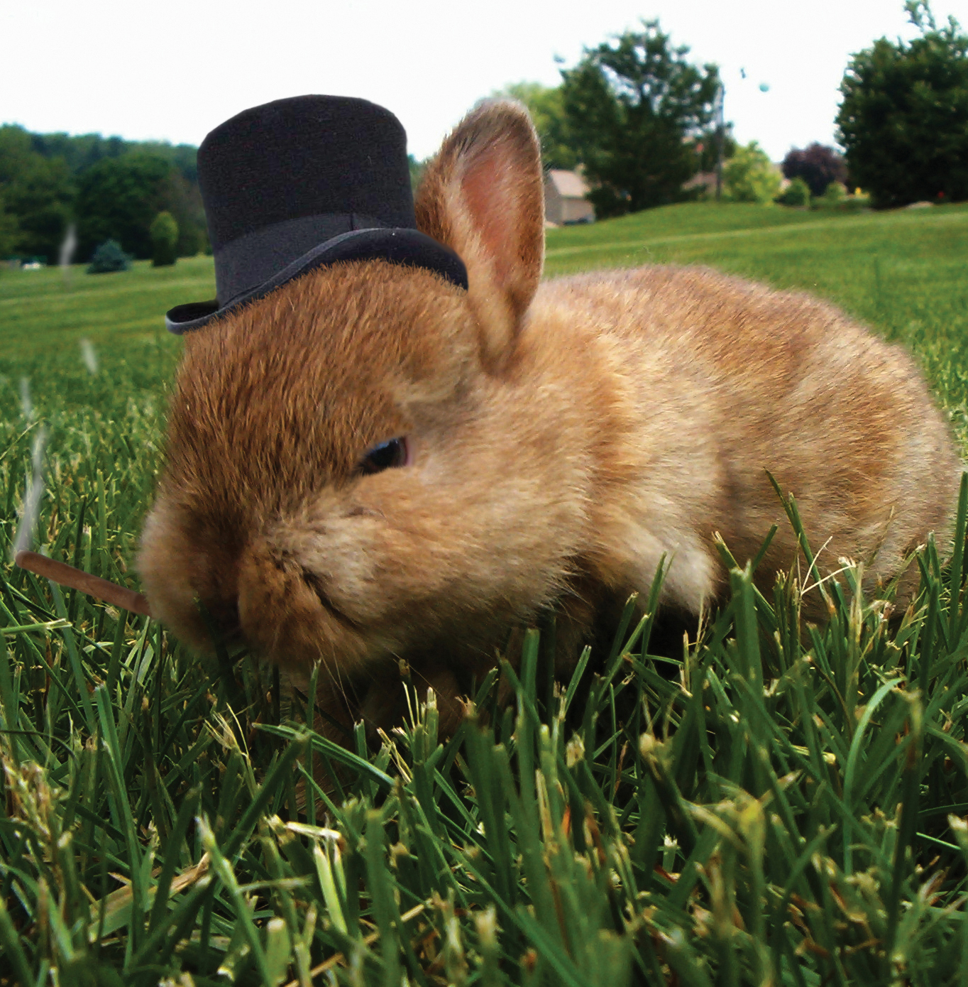 Photoshop Submission for 'Chop A Bunny' Contest | Design #9041036