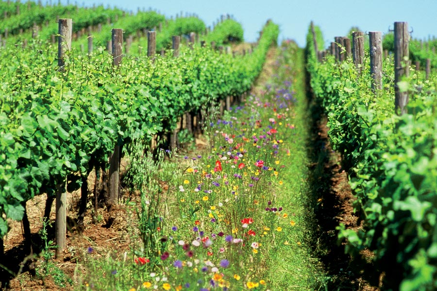 Photograph Submission for 'Beginner: Landscapes with Foreground ...