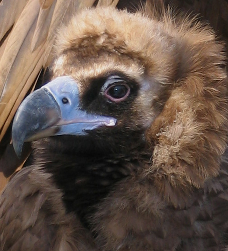 Photograph Submission for 'Fowl Play 3 - Part B' Contest | Design #9034623