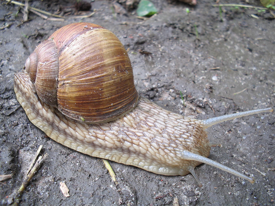 Photoshop Submission for 'Obeastity 3' Contest | Design #9029402