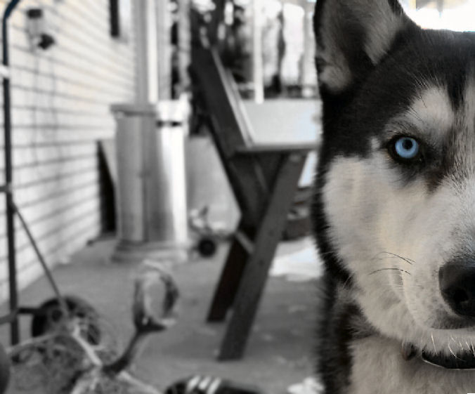 Photograph Submission for 'Bonus: Selective Saturation/Desaturation ...