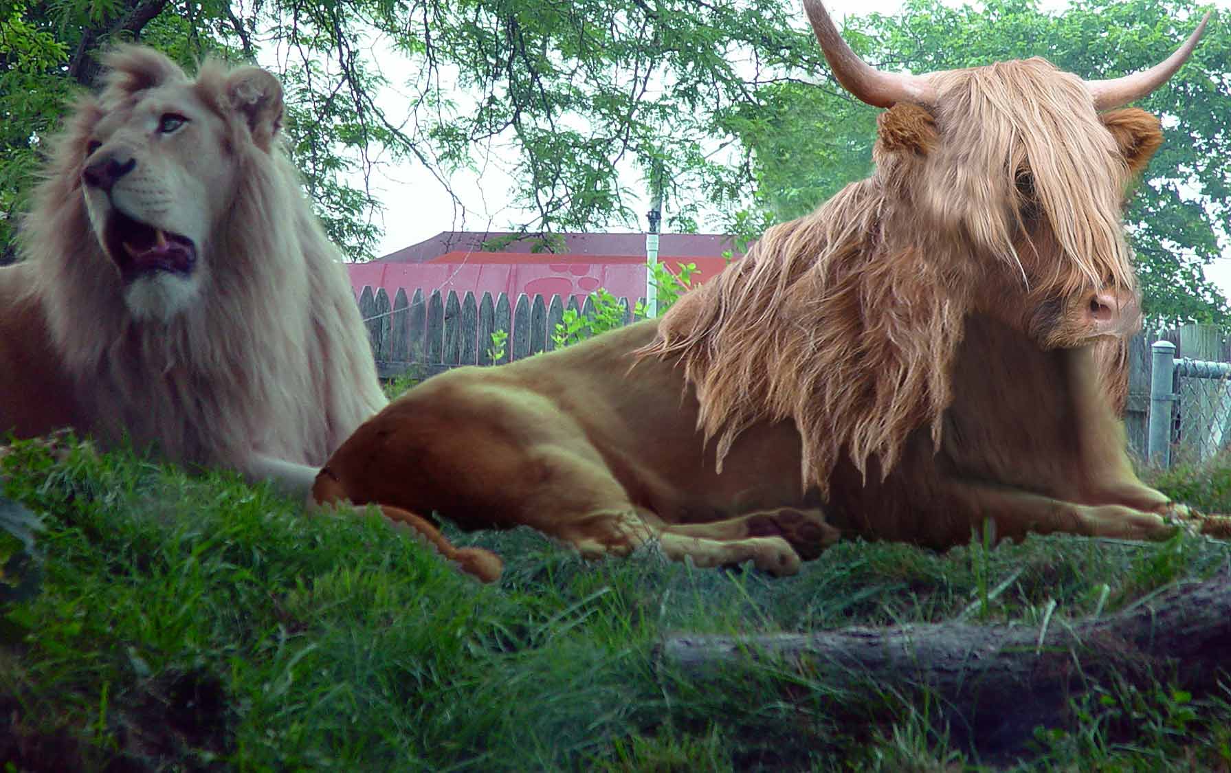 Photoshop Submission for 'Chopped Beef 3' Contest | Design #8998540