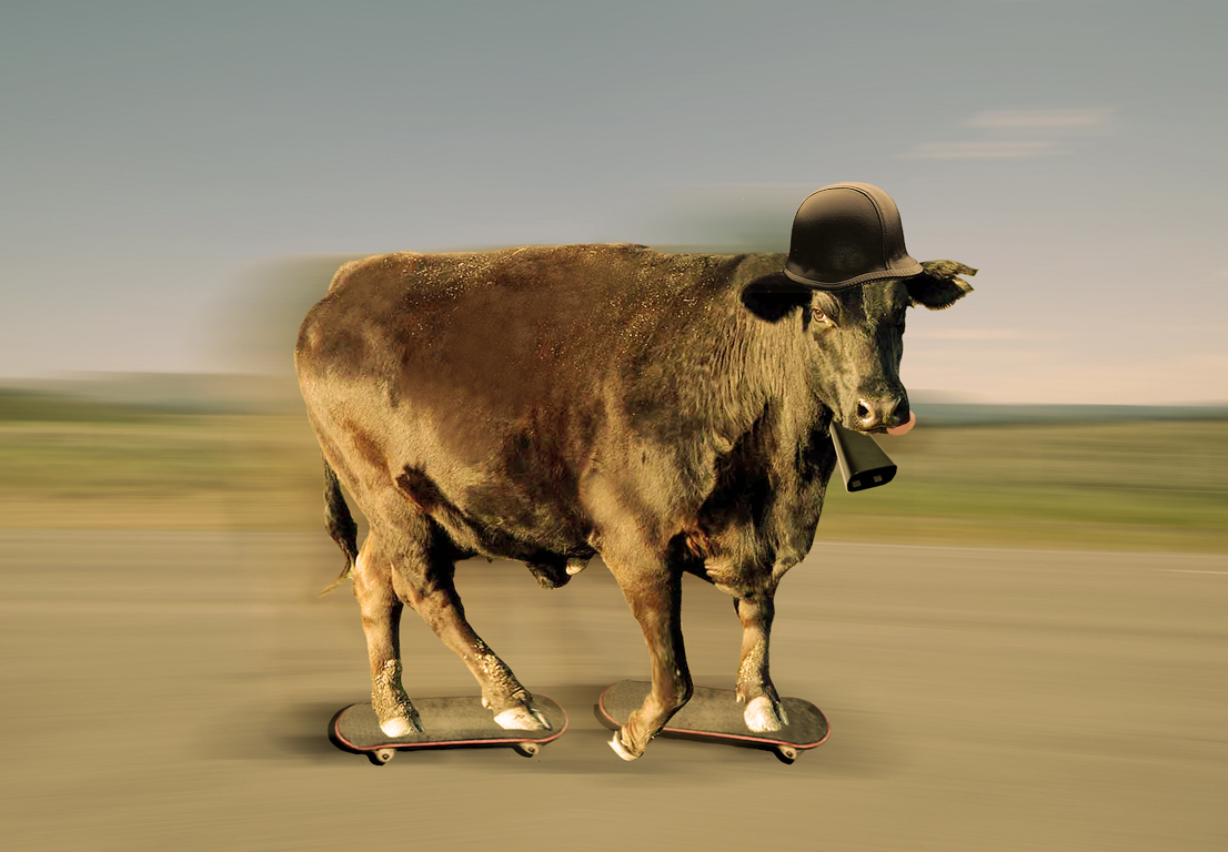 Photoshop Submission for 'Black Cow' Contest | Design #8976264