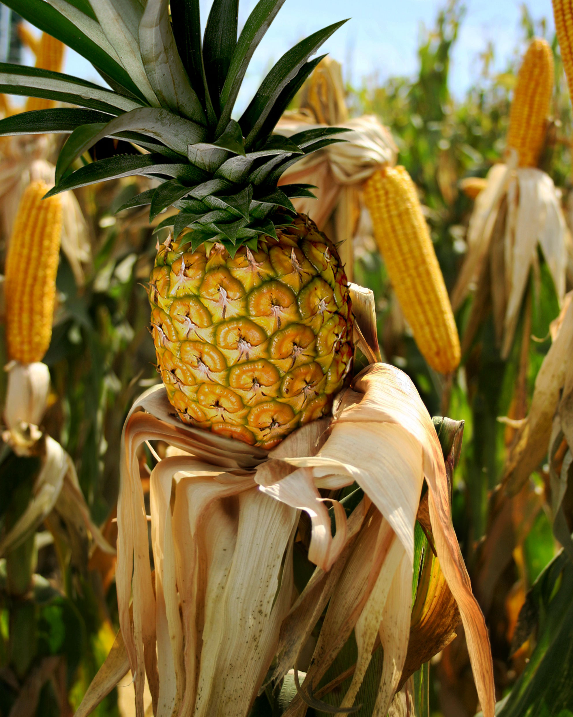 Photoshop Submission for 'Hybrid Produce 5' Contest | Design #8965784