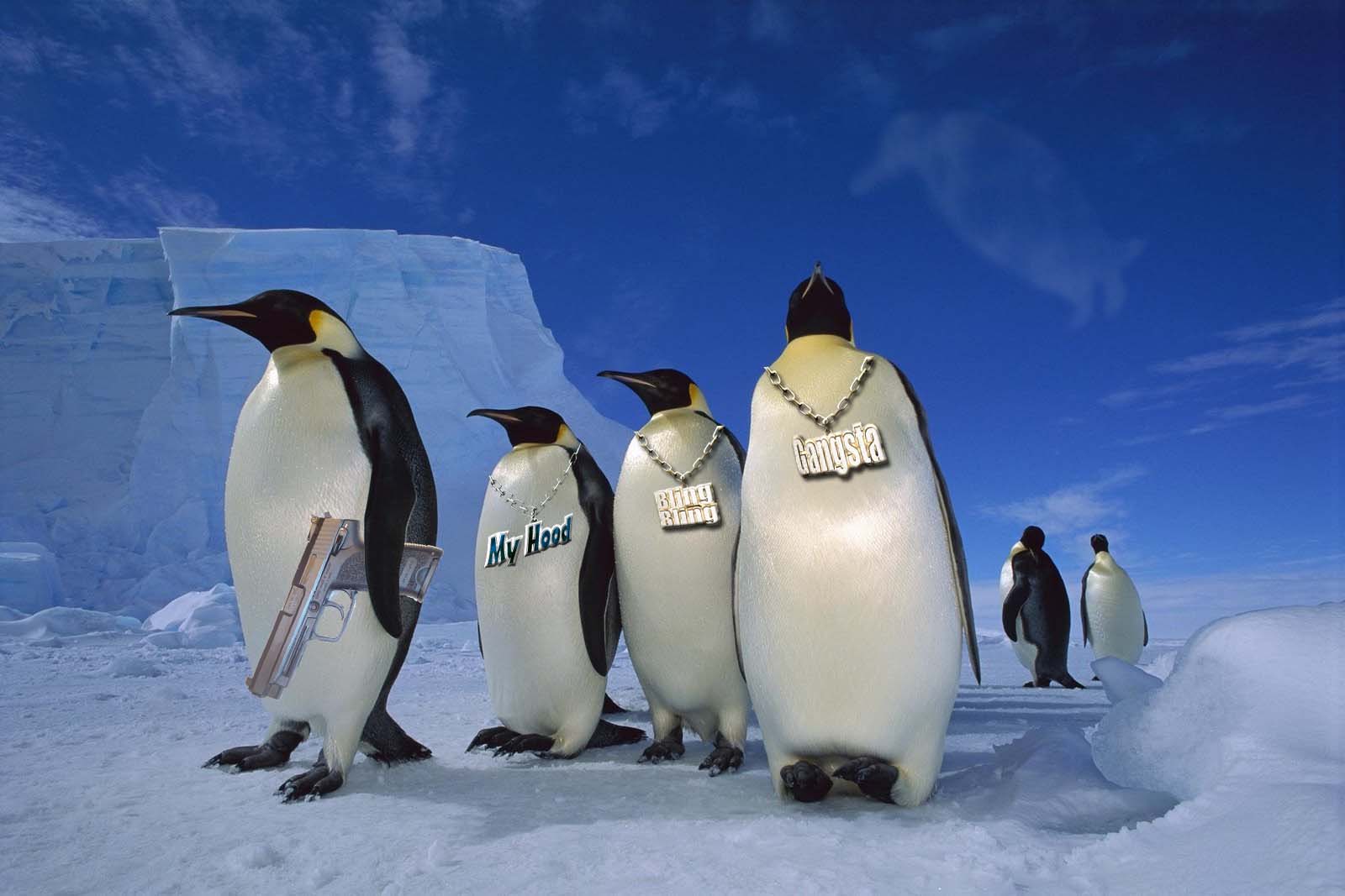 Photoshop Submission for 'Penguins' Contest | Design #8962481