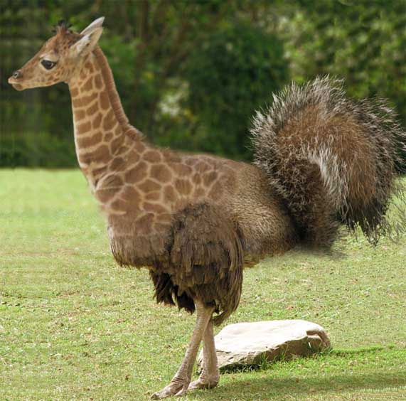 Photoshop Submission for 'Chimaera 9' Contest | Design #8949897