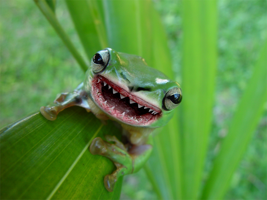 Photoshop Submission for 'Chimaera 9' Contest | Design #8949877