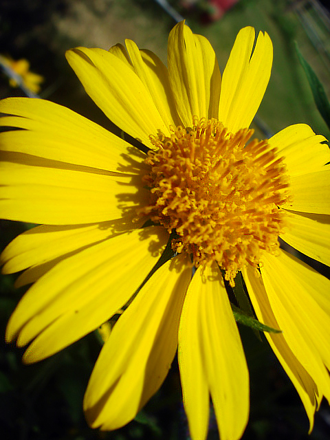 Photograph Submission for 'Beginner: Color Macro 2009' Contest | Design ...