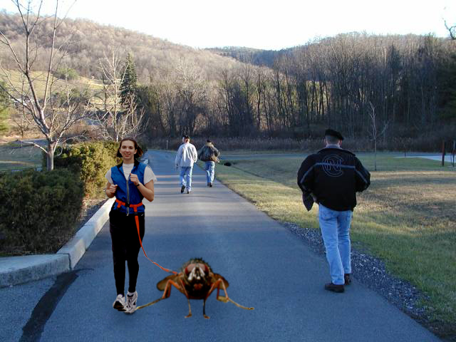 Photoshop Submission for 'Bug Swap' Contest | Design #9148632