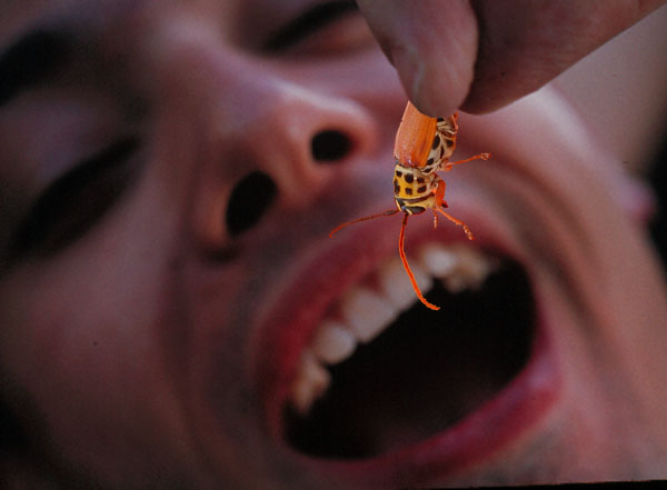 Photoshop Submission for 'Bug Swap' Contest | Design #9148653