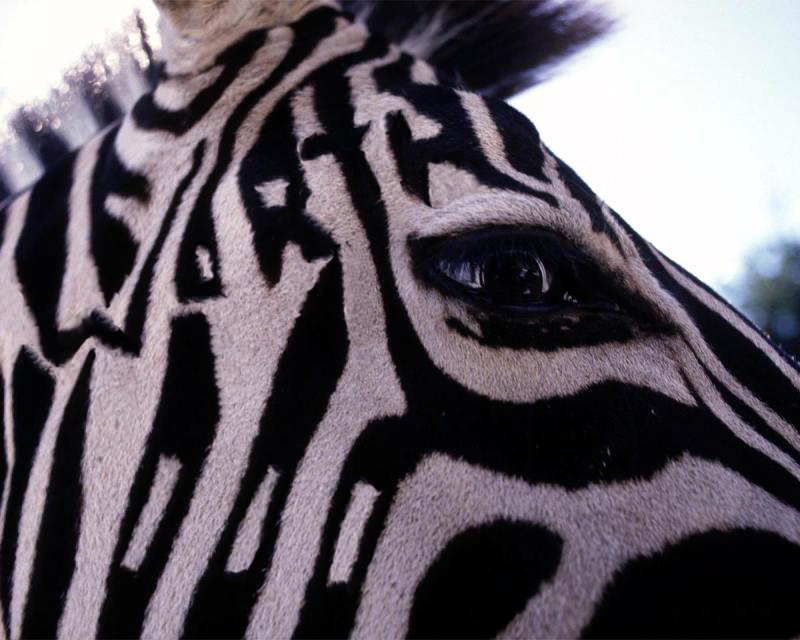 Photoshop Submission for 'Worth 1000' Contest | Design #9150152