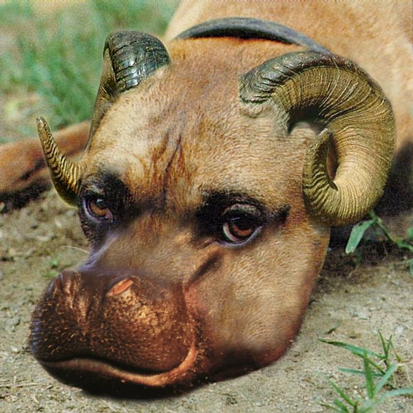 Photoshop Submission for 'Chimaera 4 ' Contest | Design #9137974