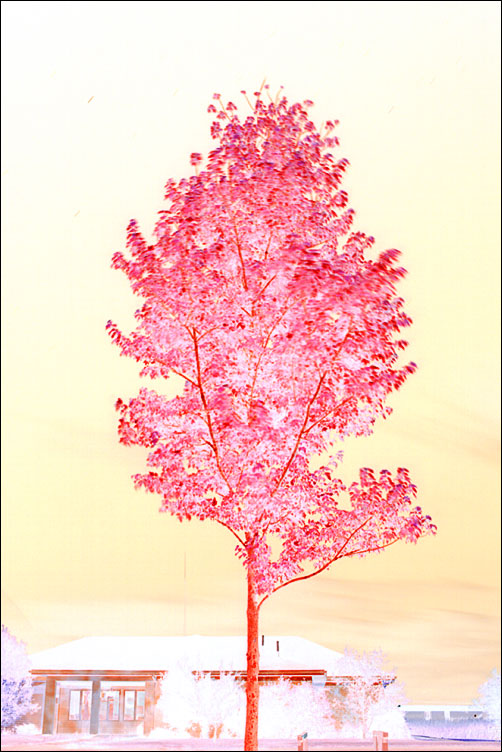 Photograph Submission for 'Nature Negatives' Contest | Design #9116504