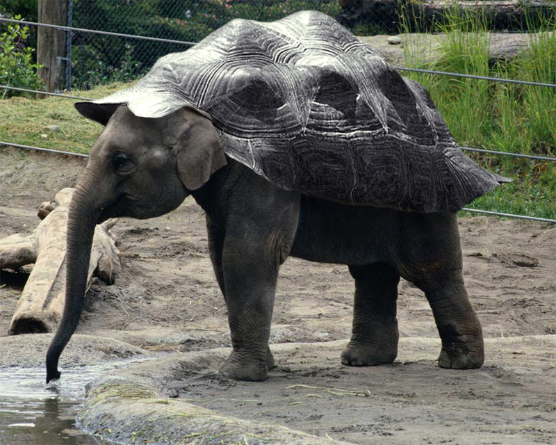 Photoshop Submission for 'Animal Crossbreed' Contest | Design #9111534