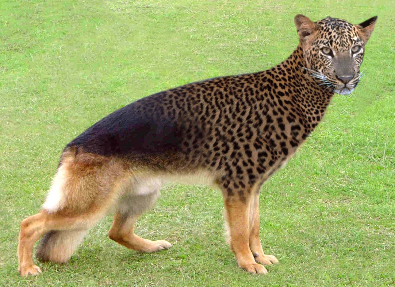 Photoshop Submission for 'Animal Crossbreed' Contest | Design #9111761